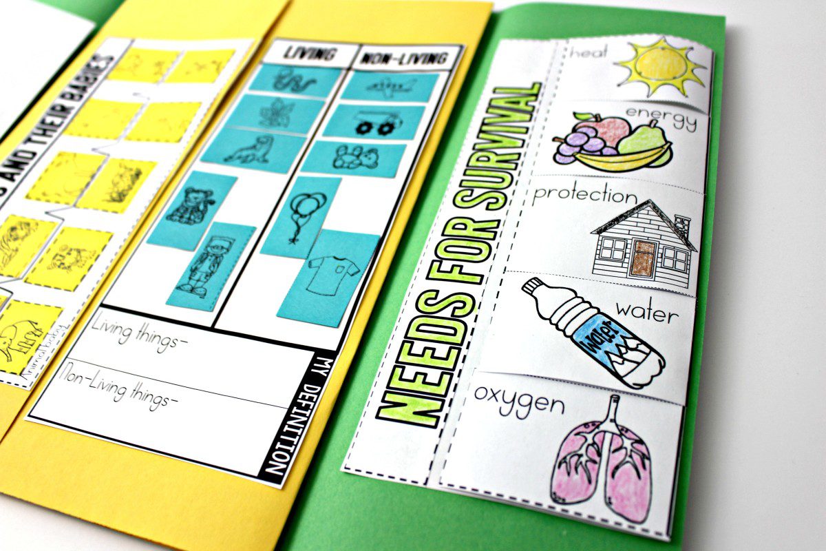 Activities to Teach Living Things - Tunstall's Teaching