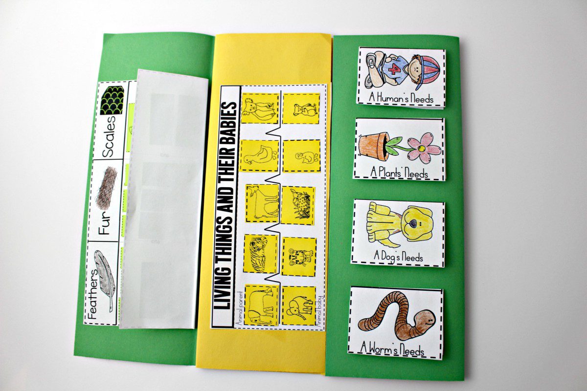 Activities to Teach Living Things - Tunstall's Teaching