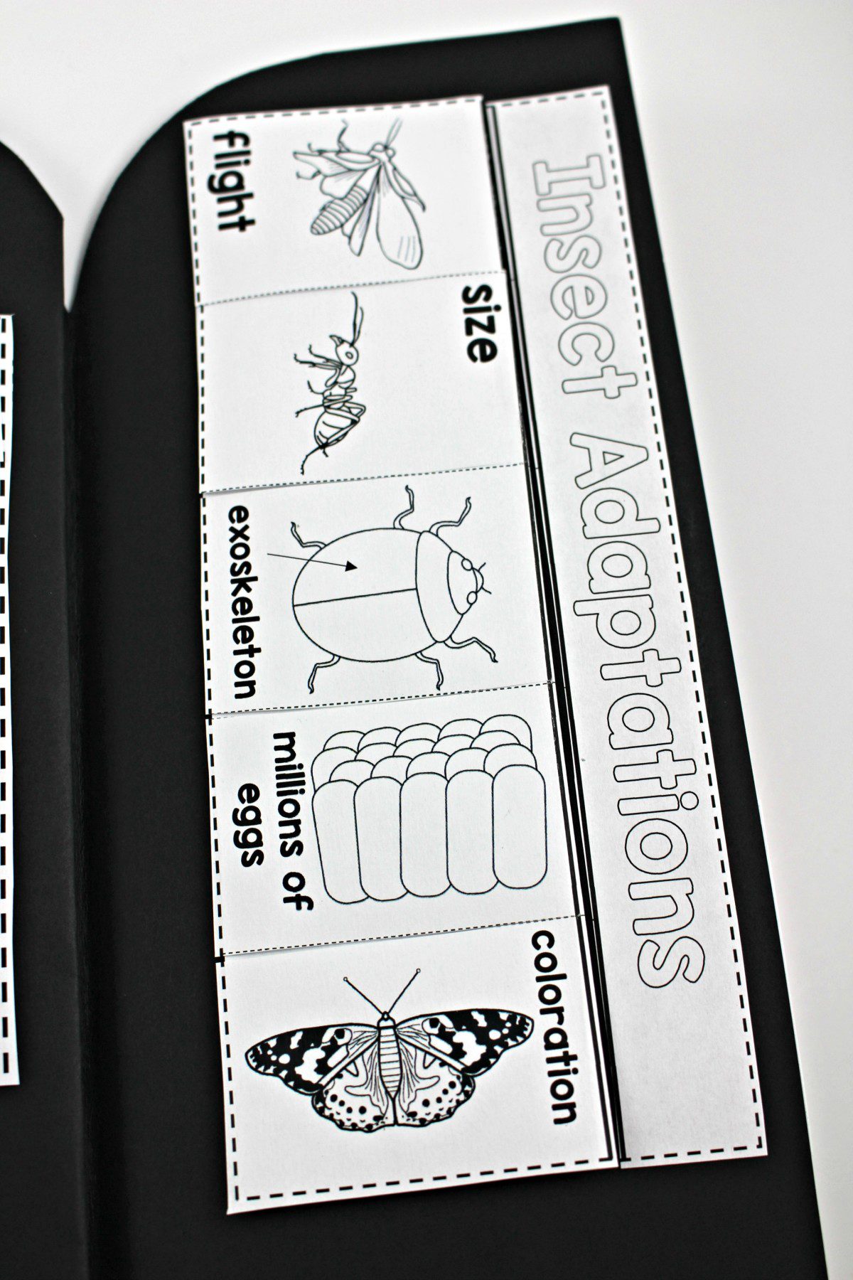 Insect Science Activities - Tunstall's Teaching