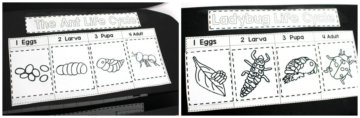 Insect Science Activities - Tunstall's Teaching