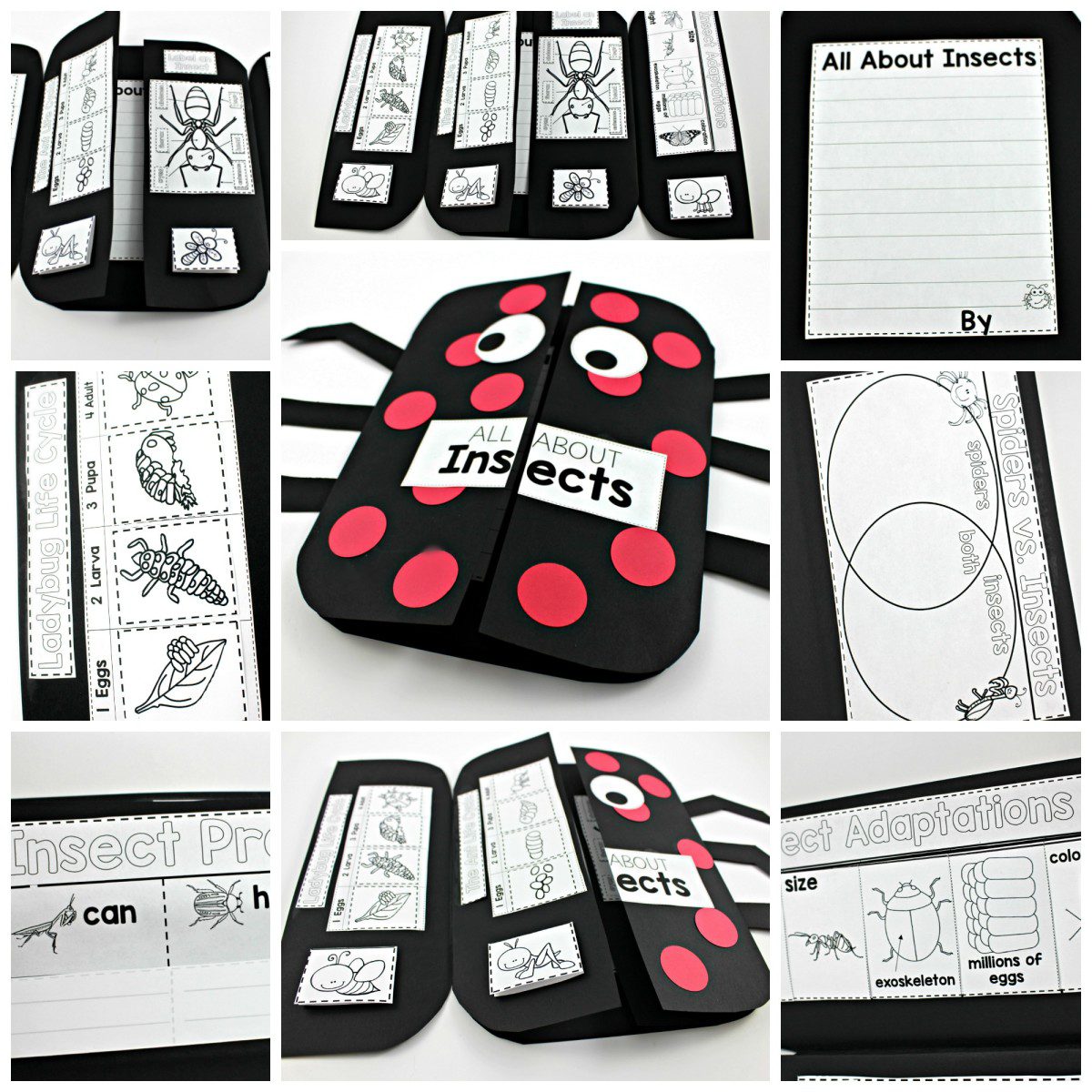 Insect Science Activities - Tunstall's Teaching