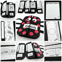 Insect Science Activities - Tunstall's Teaching