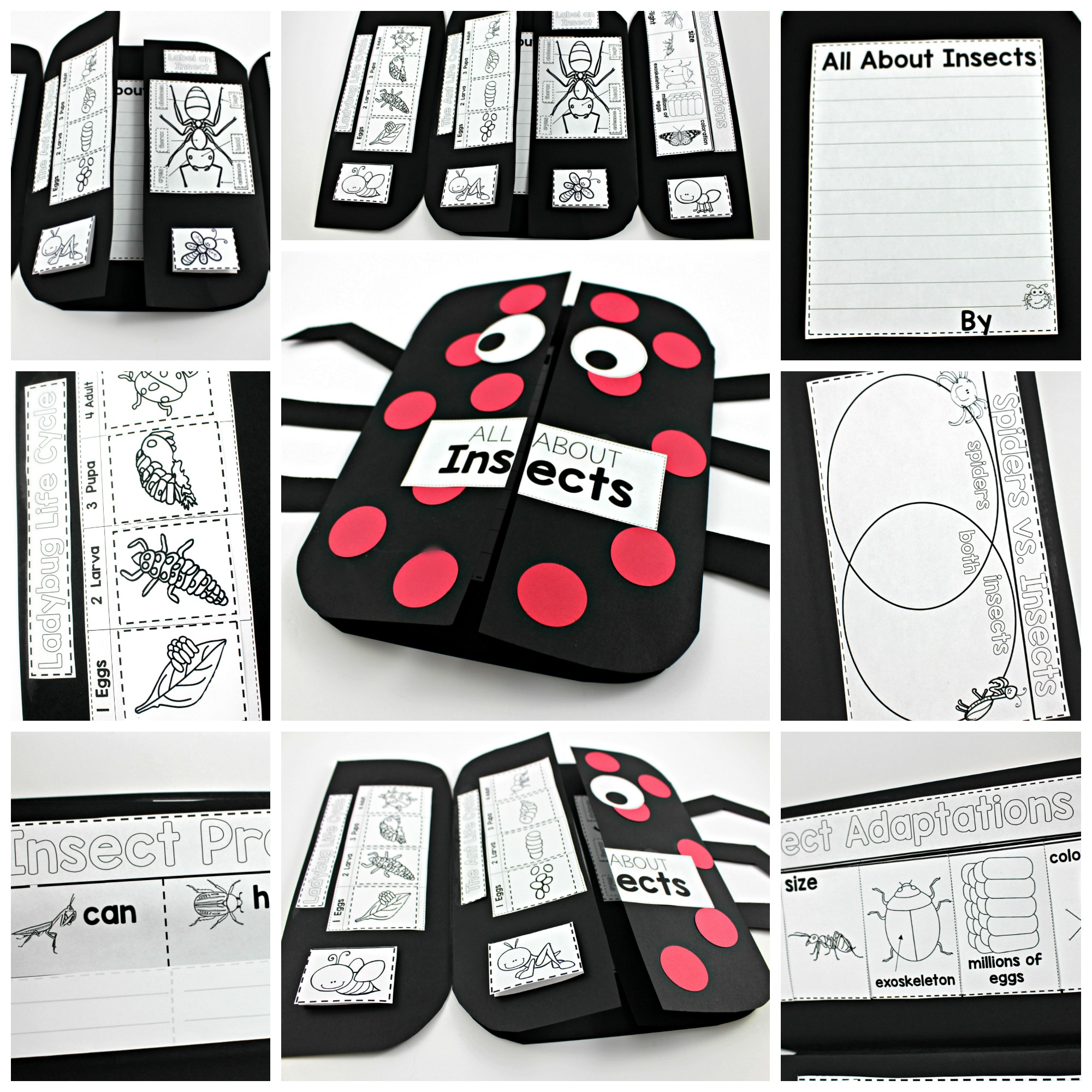 Insect Science Activities - Tunstall's Teaching