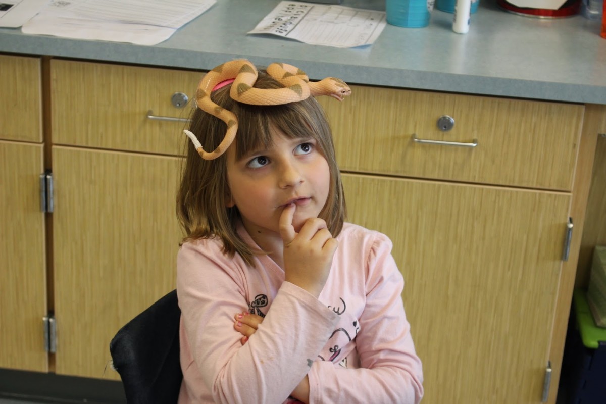 Standards-Based Snake Safari - Tunstall's Teaching