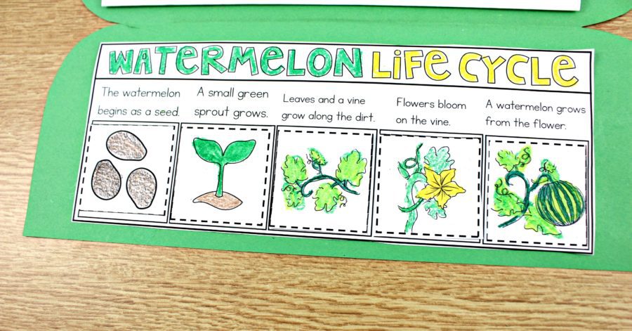 Watermelon Science - Tunstall's Teaching