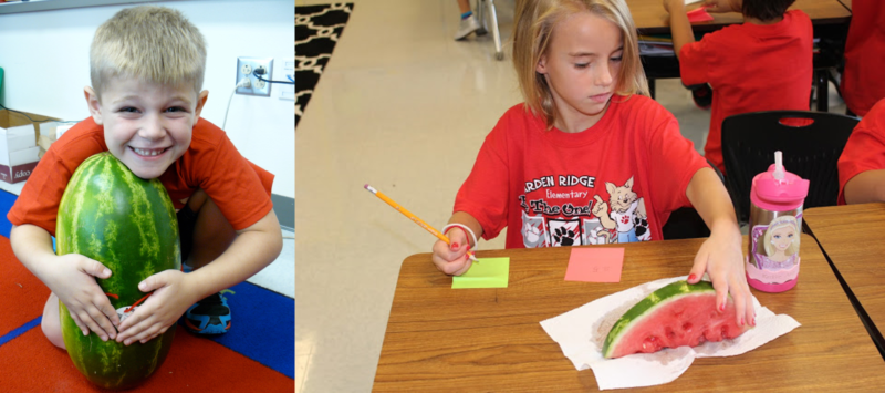 Watermelon Science - Tunstall's Teaching