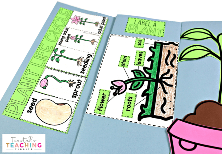 Interactive Plant Science - Tunstall's Teaching