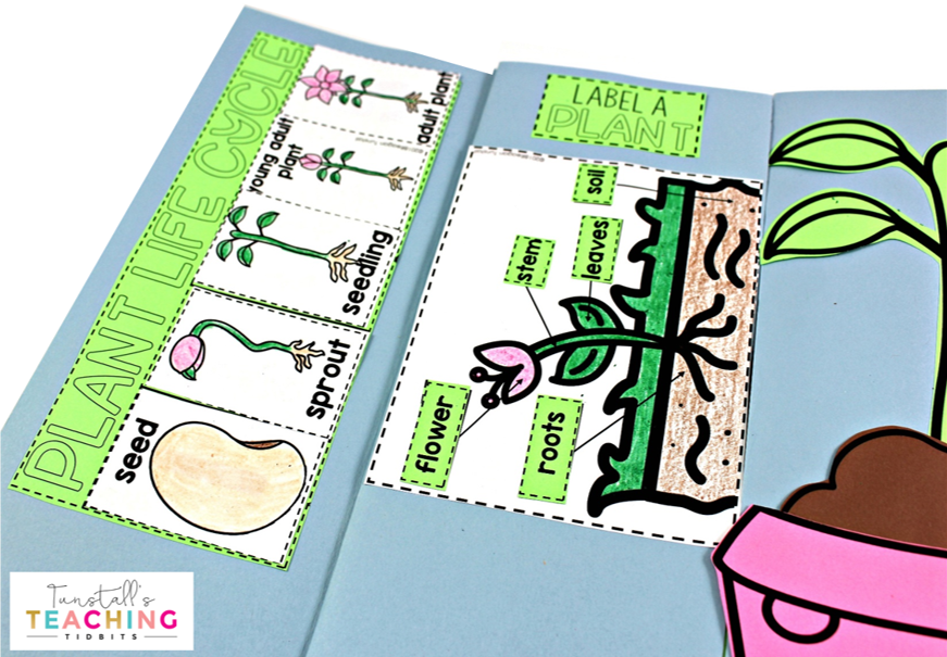 Interactive Plant Science - Tunstall's Teaching