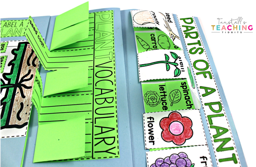 Interactive Plant Science - Tunstall's Teaching