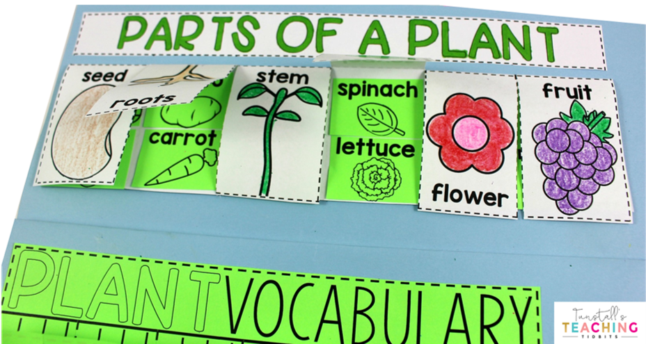 Interactive Plant Science - Tunstall's Teaching