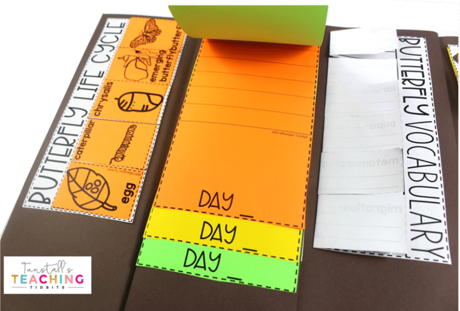 Interactive Butterfly Science - Tunstall's Teaching