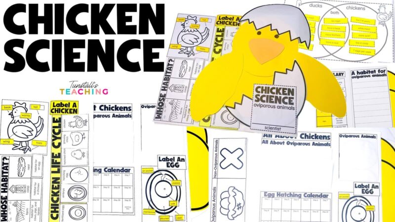 Chicken Science and Oviparous Animals - Tunstall's Teaching
