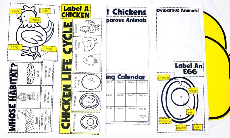 Chicken Science and Oviparous Animals - Tunstall's Teaching