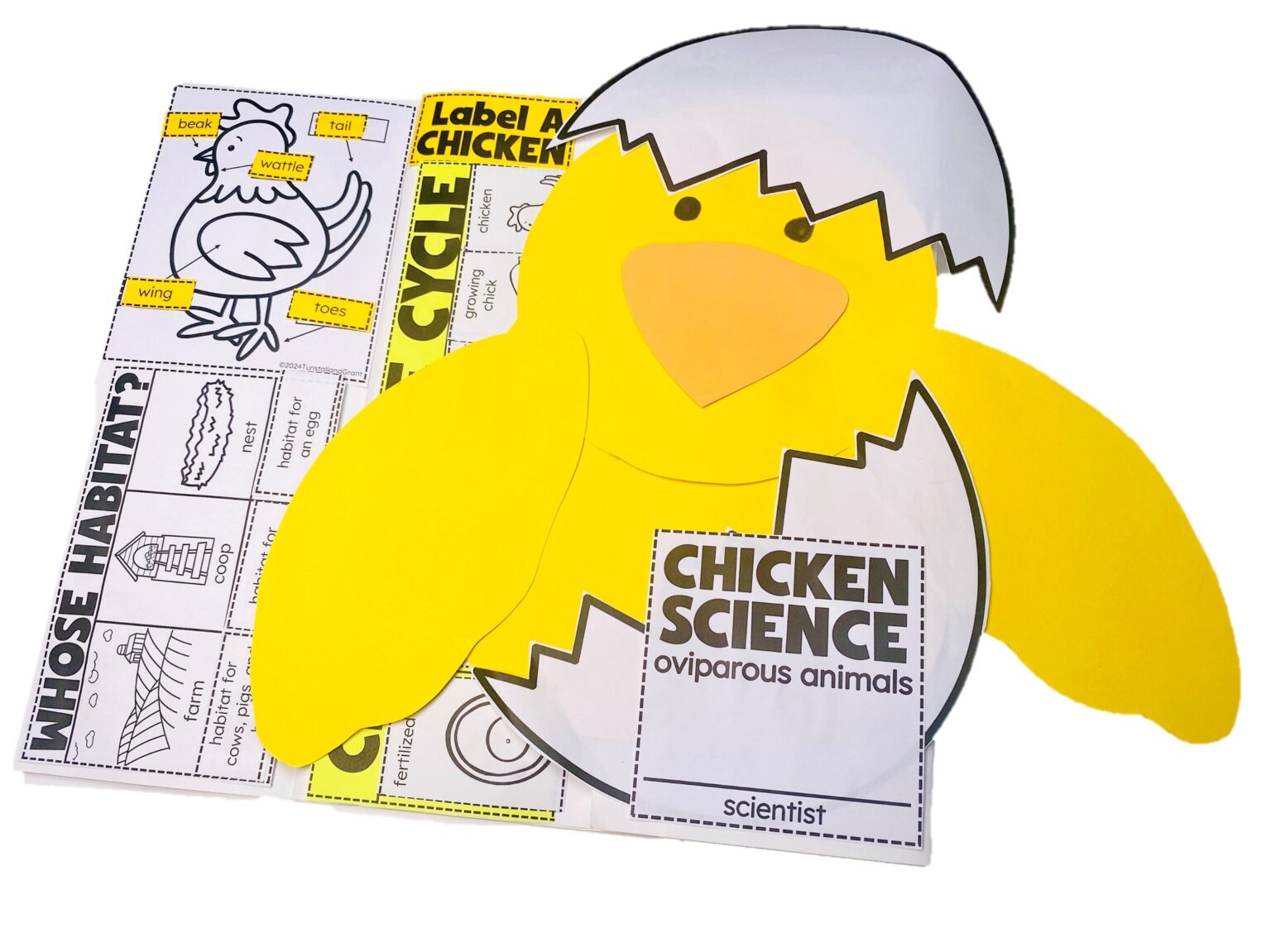 Chicken Science and Oviparous Animals - Tunstall's Teaching