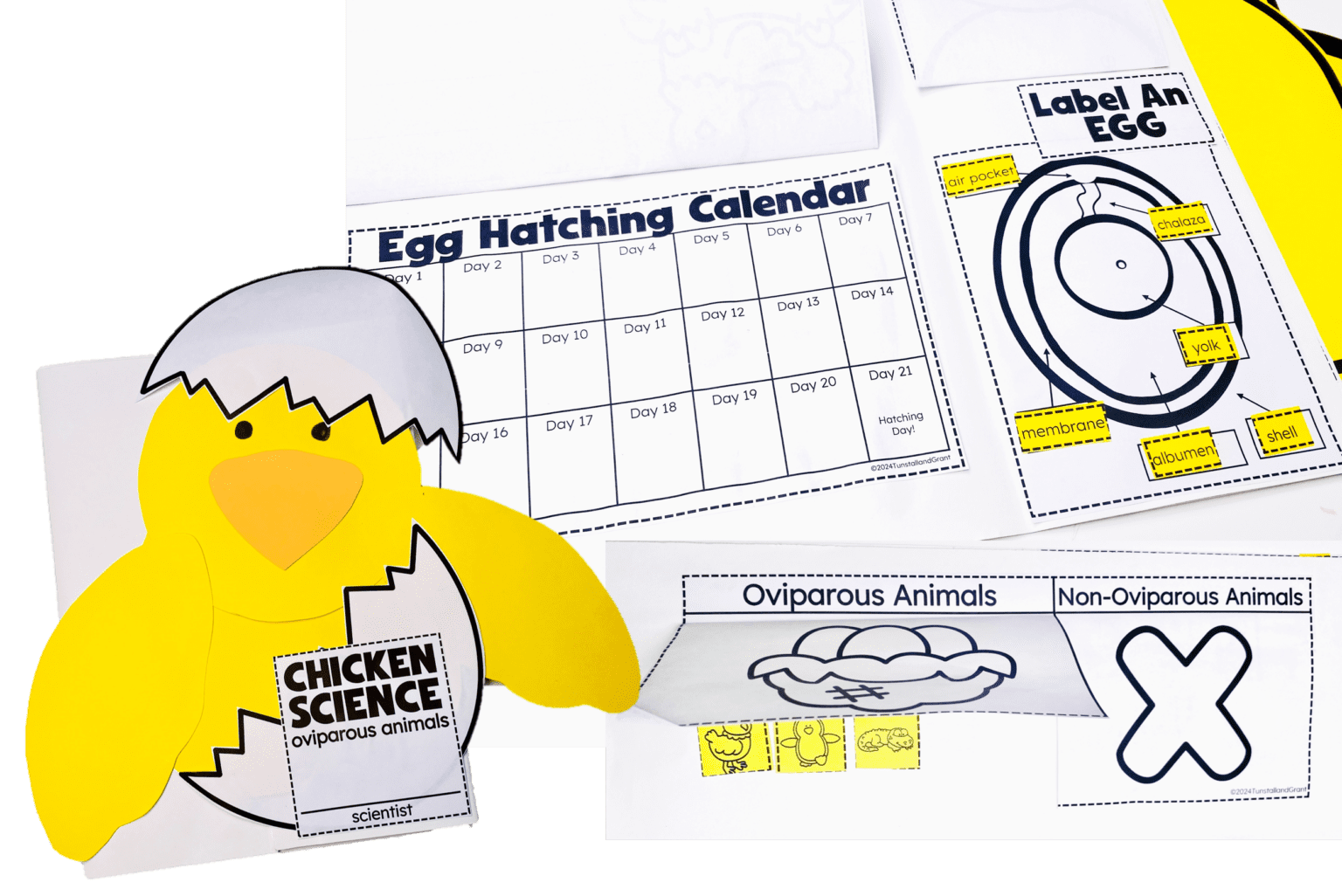 Chicken Science and Oviparous Animals - Tunstall's Teaching