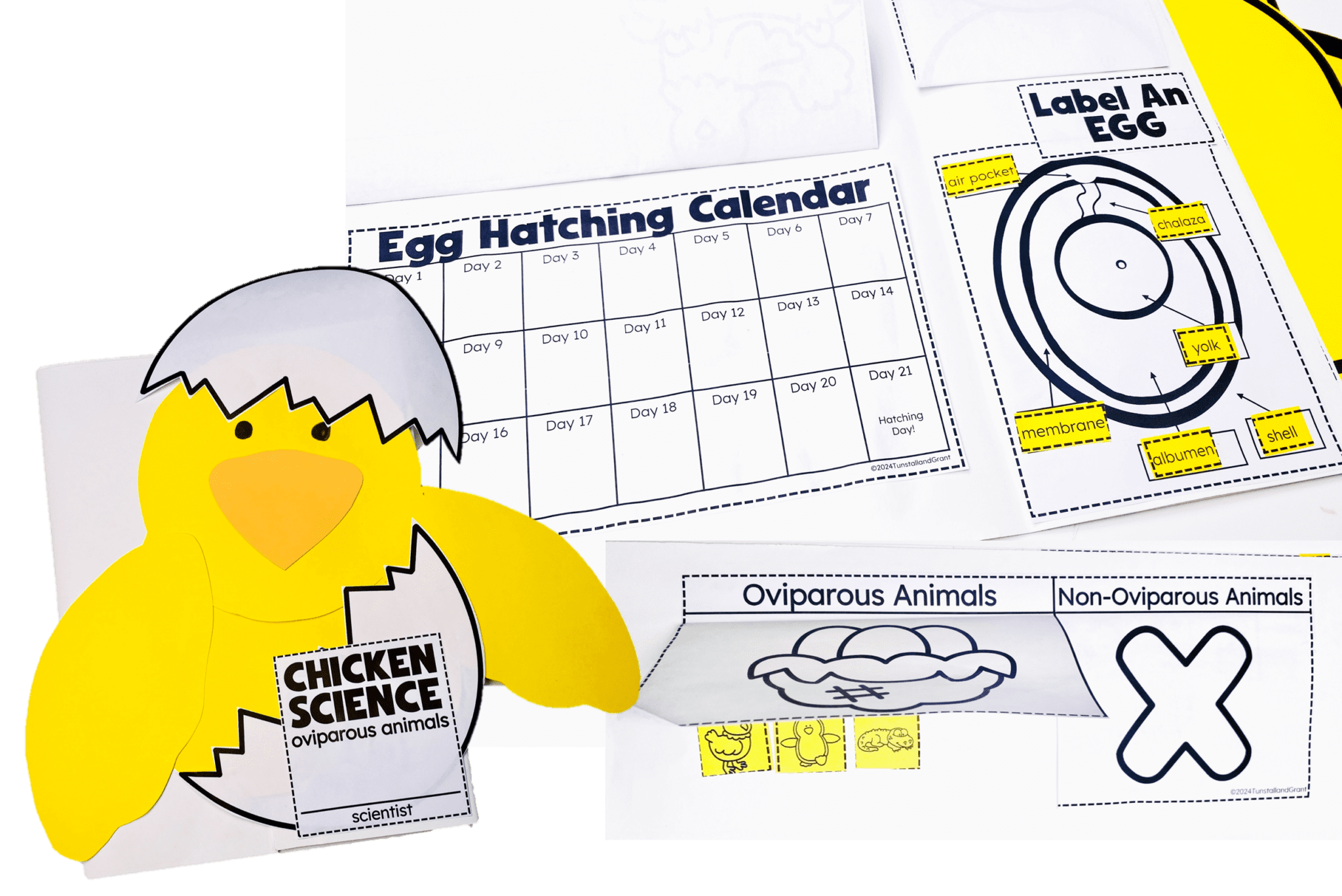 Chicken Science and Oviparous Animals - Tunstall's Teaching