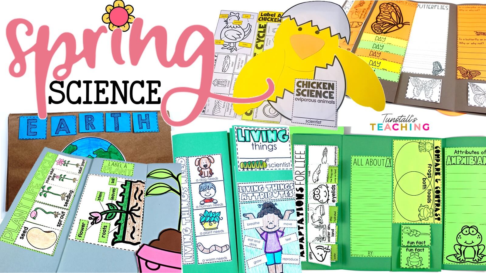 Chicken Science and Oviparous Animals - Tunstall's Teaching