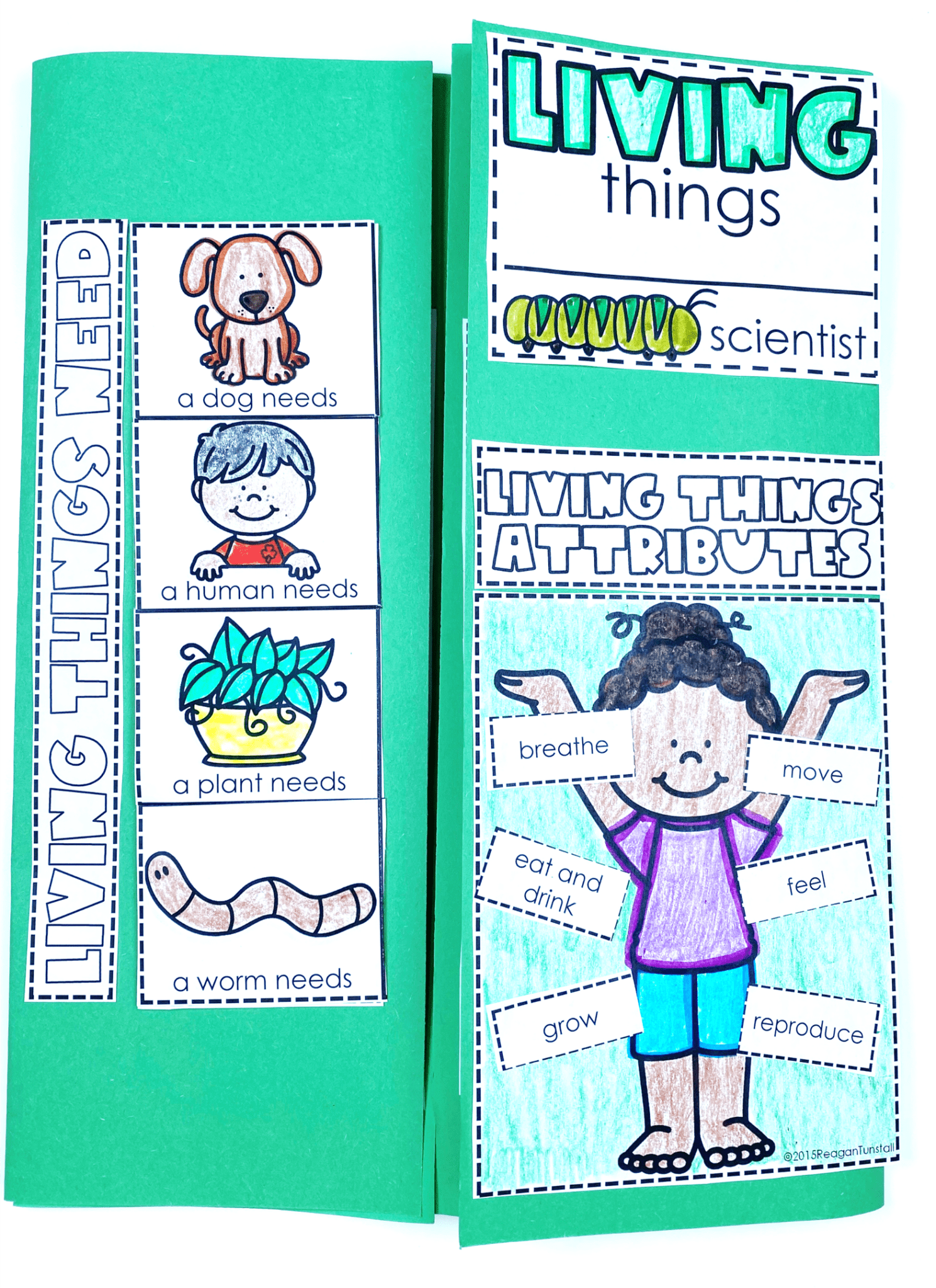 Life Cycles of Plants, Animals, and Insects - Tunstall's Teaching