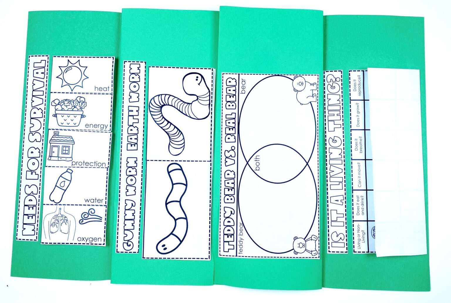Life Cycles of Plants, Animals, and Insects - Tunstall's Teaching