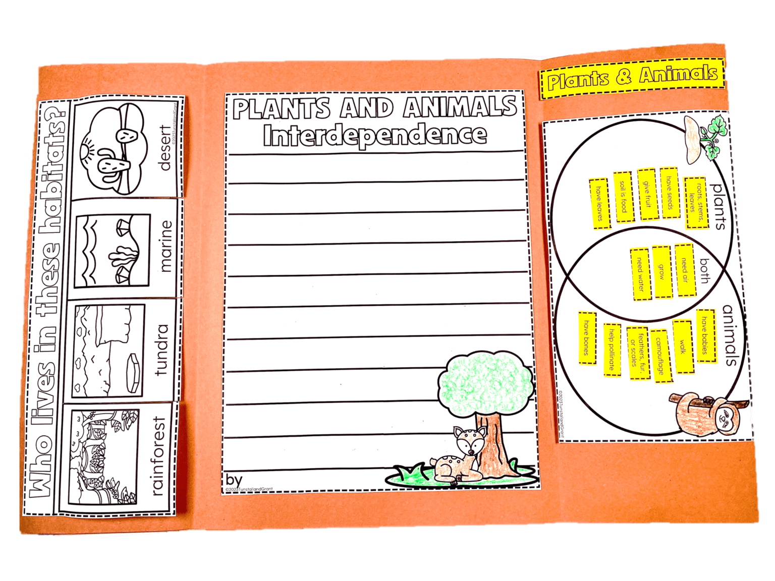 Life Cycles of Plants, Animals, and Insects - Tunstall's Teaching