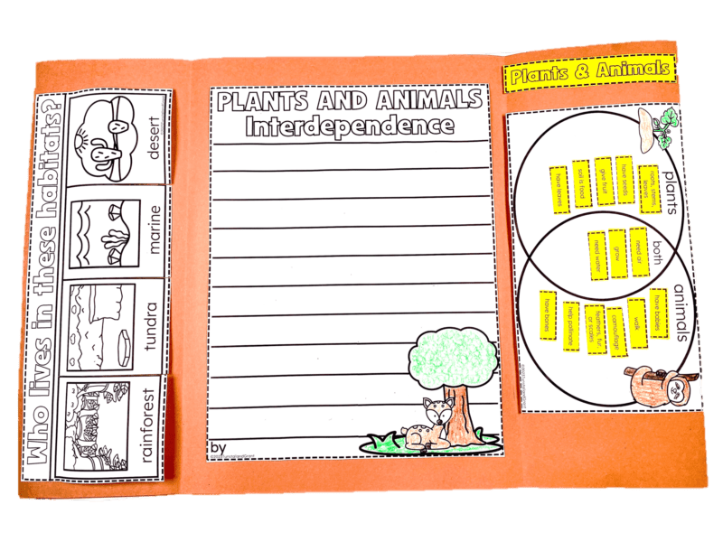 Life Cycles of Plants, Animals, and Insects - Tunstall's Teaching