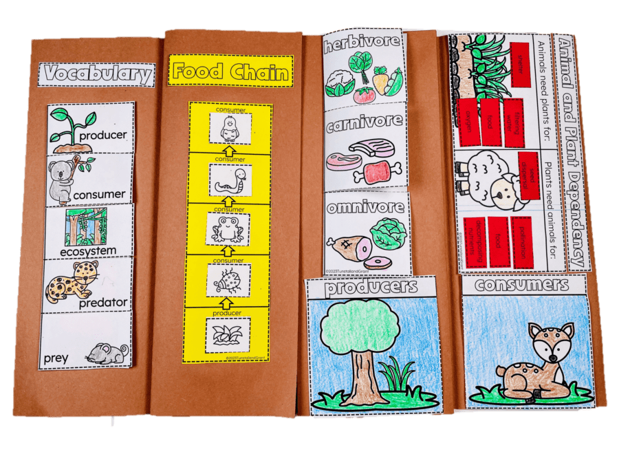 Life Cycles of Plants, Animals, and Insects - Tunstall's Teaching
