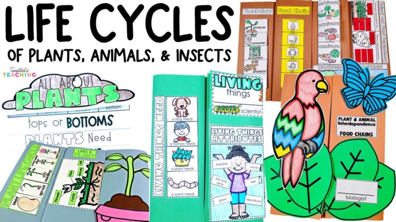 Life Cycles of Plants, Animals, and Insects - Tunstall's Teaching
