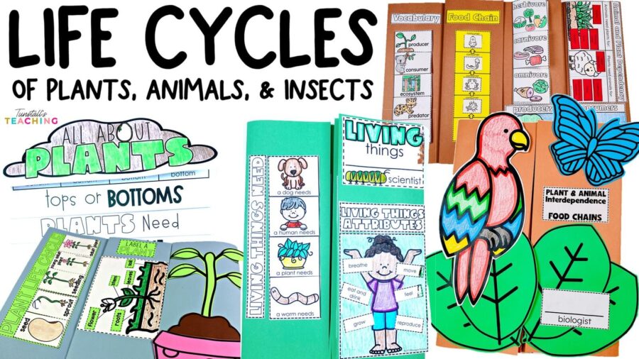 Life Cycles of Plants, Animals, and Insects - Tunstall's Teaching