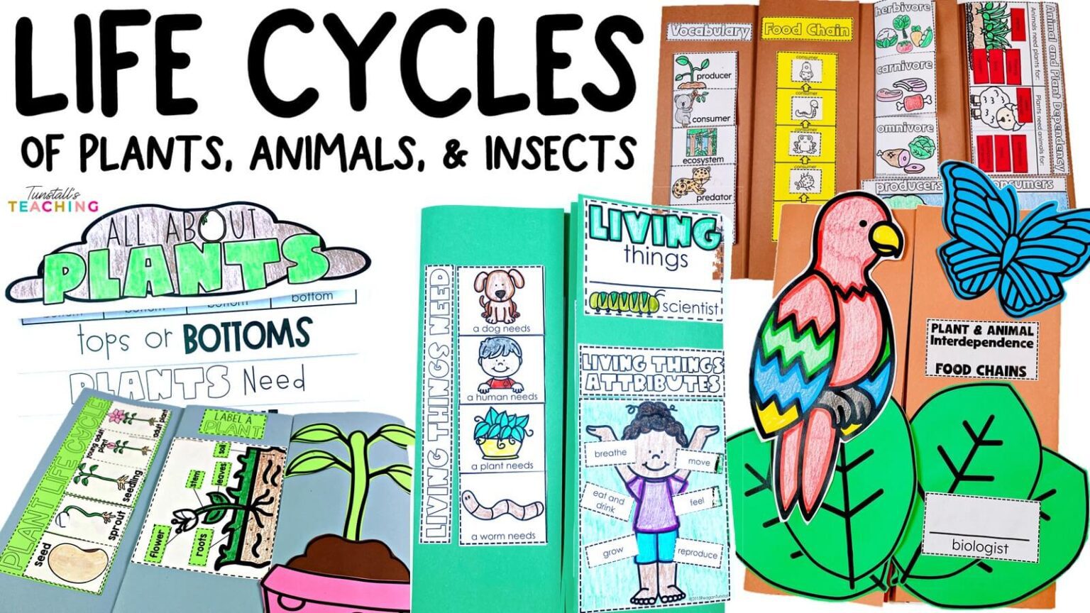 Life Cycles of Plants, Animals, and Insects - Tunstall's Teaching