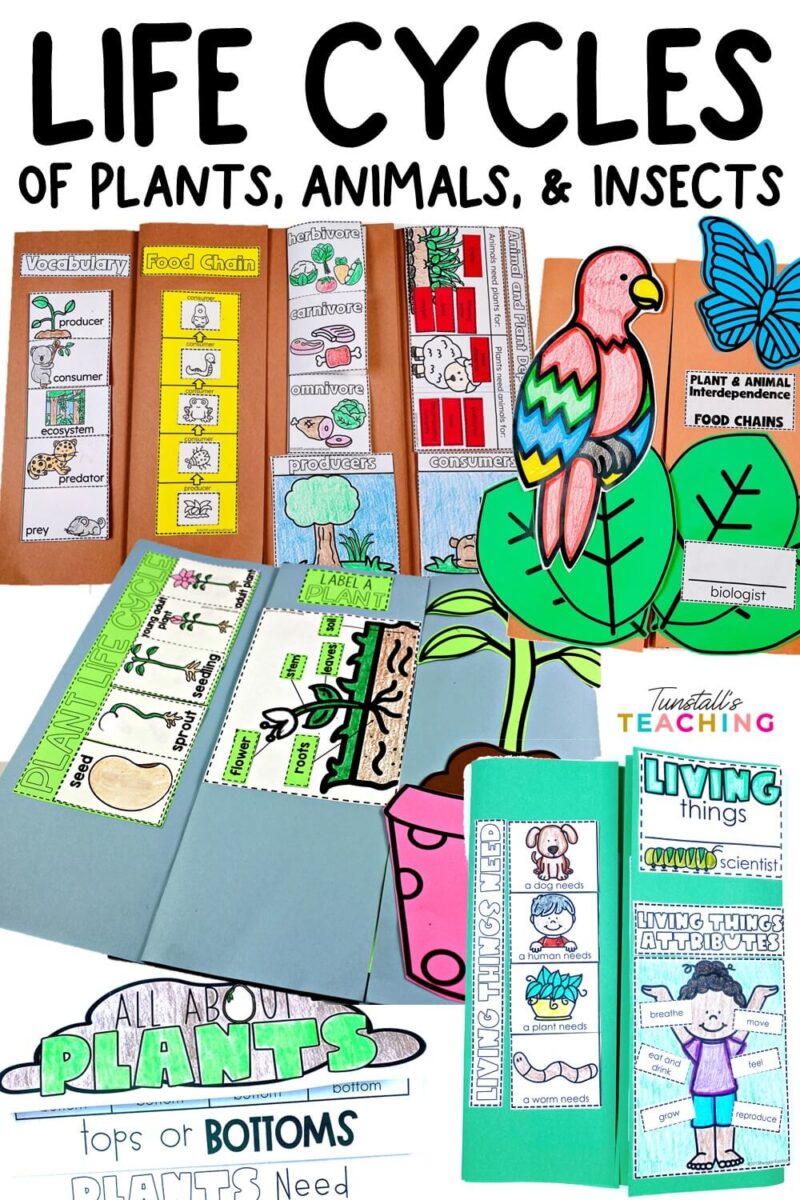 Life Cycles of Plants, Animals, and Insects - Tunstall's Teaching