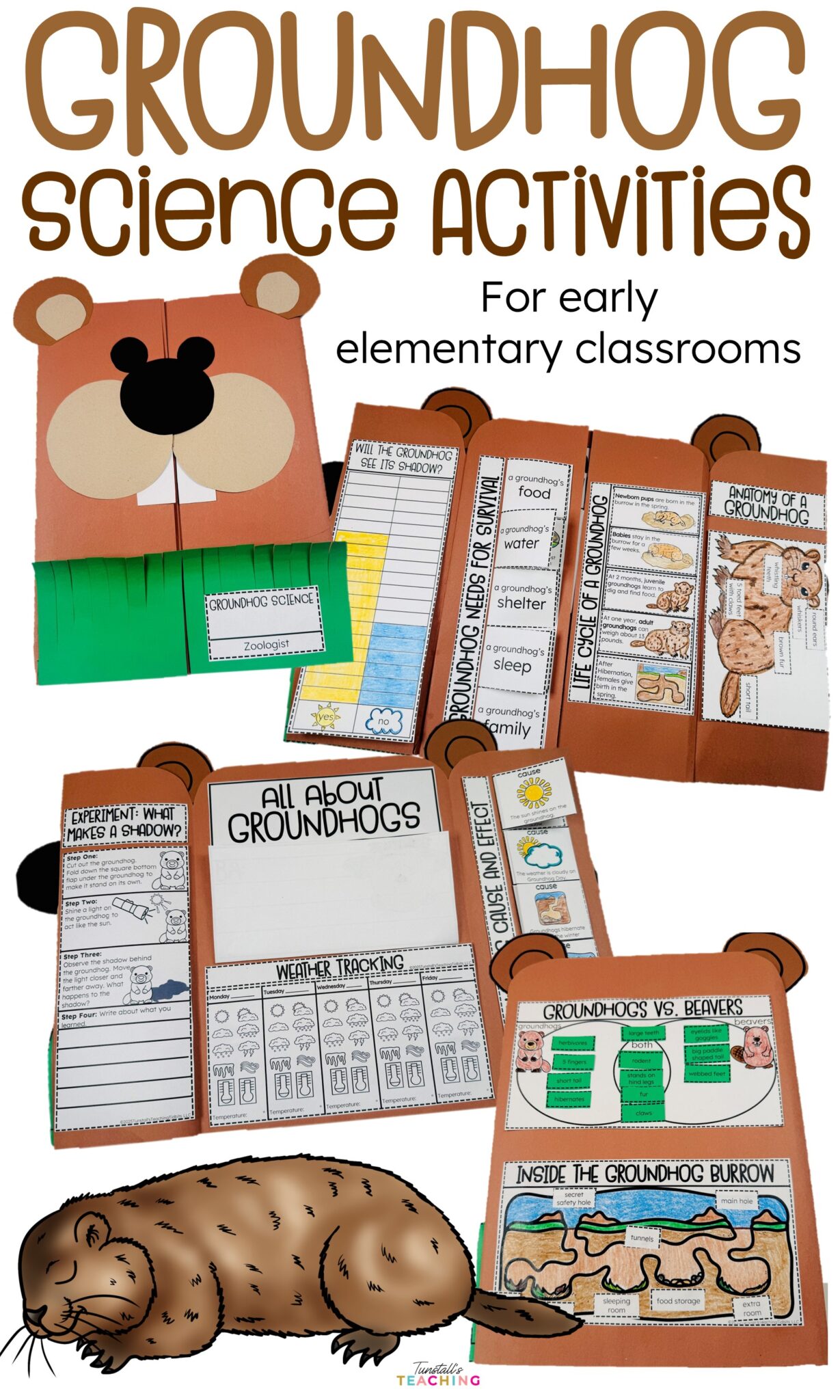 Groundhog Science Activities for First and Second Grade Classrooms